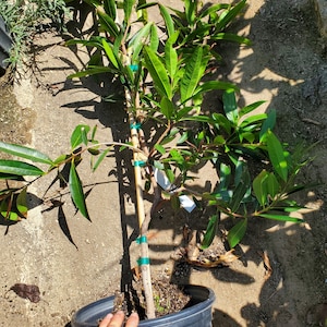 Rose Apple Tree - 3-4 Feet Tall - Crispy & Crunchy Refreshing Fruit - Etsy