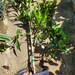 Rose Apple Tree - 3-4 Feet Tall - Crispy & Crunchy Refreshing Fruit - Etsy
