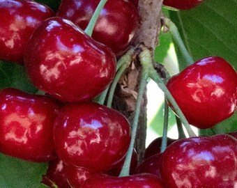 Cherry Tree Bare Root - Etsy