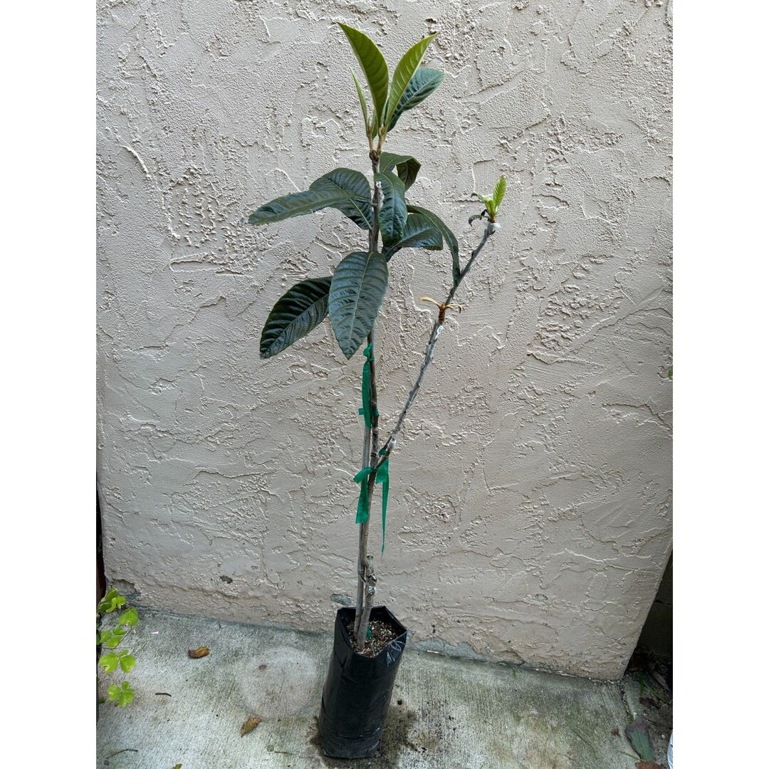 Triple Grafted Loquat Fruit Tree zesty, Sugarcane, Champagne - Etsy