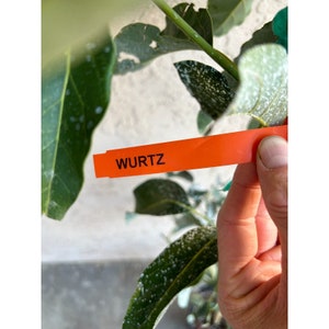 5 Feet Wurtz 'little Cado' - Grafted Dwarf Avocado Fruit Tree - Best ...