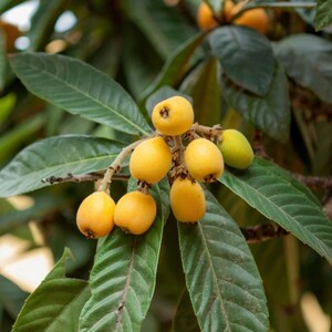 Huge FRUITING 'champagne' 5-6 Feet Tall GRAFTED Loquat Tree Super ...