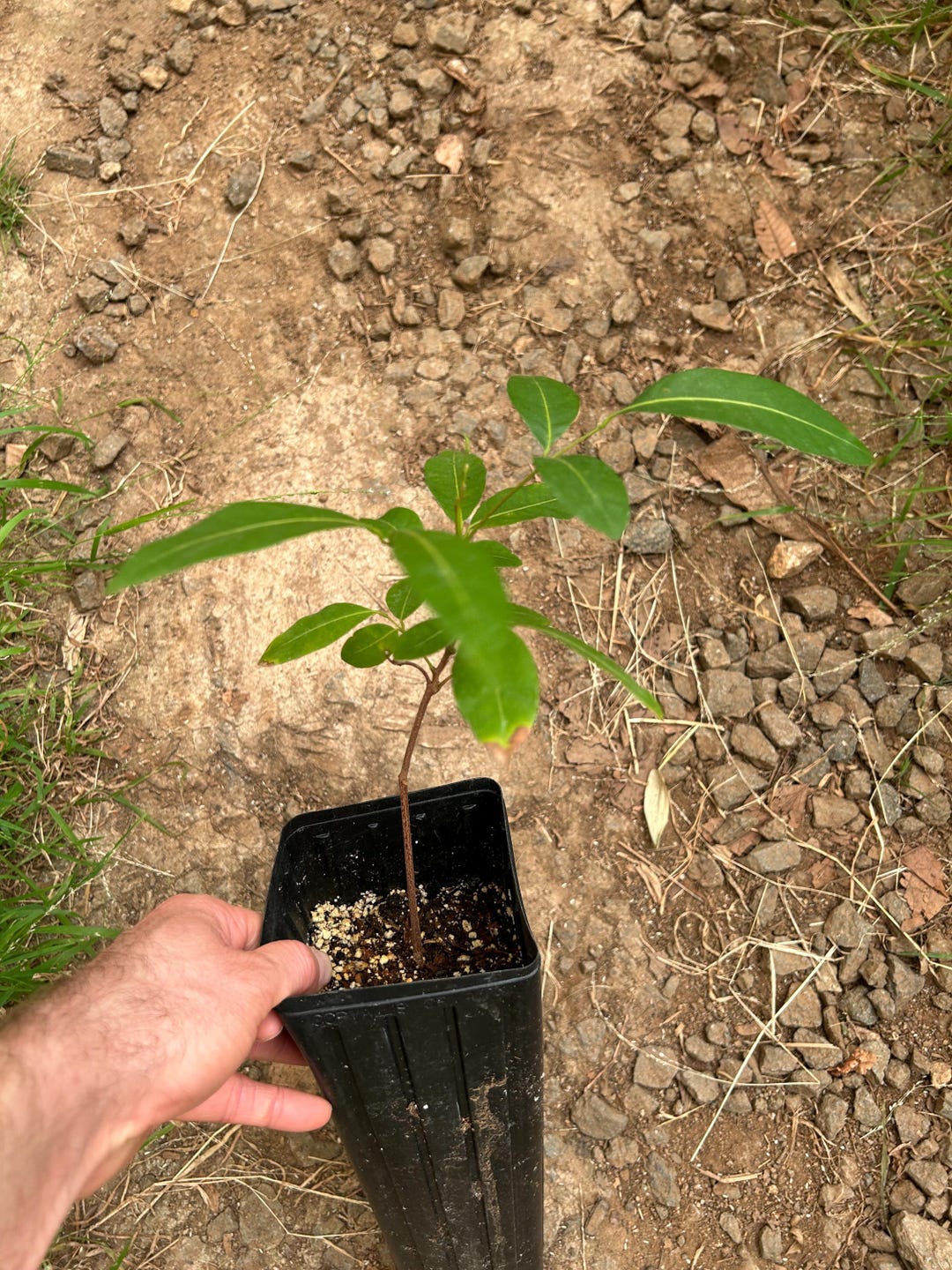 Longan Tree Seedling - Delicious Exotic Subtropical Fruit Tree - Etsy
