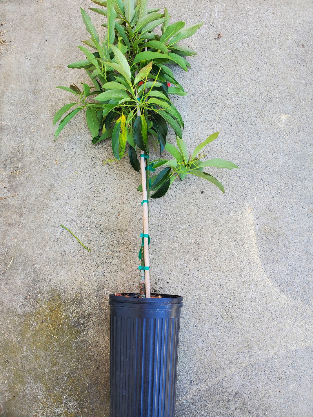 Dwarf Grafted 'little Cado' (wurtz) Tree - True Dwarf Avocado Variety ...