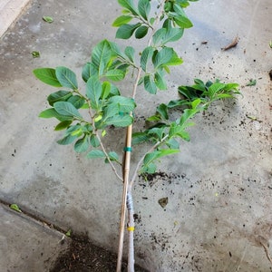 Large Grafted 'gefner' Atemoya Fruit Tree Self Pollinating Variety - Etsy