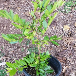 RARE Cas Guava, Costa Rican Guava, Wild Guava (psidium ...