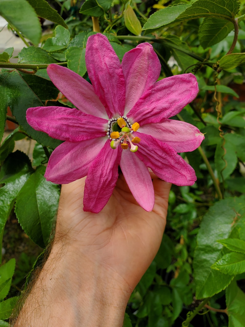 Rare Passion Fruit Cultivar 'ava' - Amazing Yellow Fruit and Pink ...