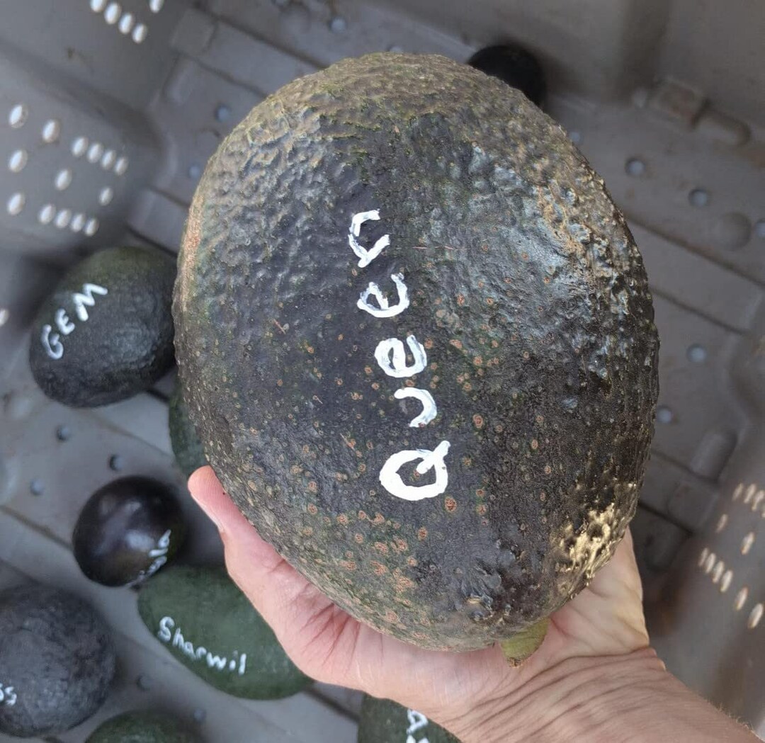 Grafted 'queen' Avocado Tree BIGGEST Avocado HUGE 30 Oz Fruit Cold ...