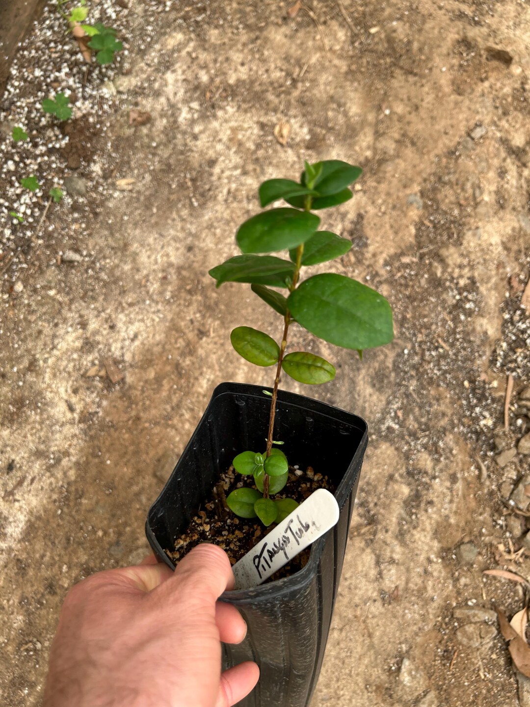 Pitangatuba Cherry Fruit Tree - New Exciting, Tropical Cherry (yellow ...