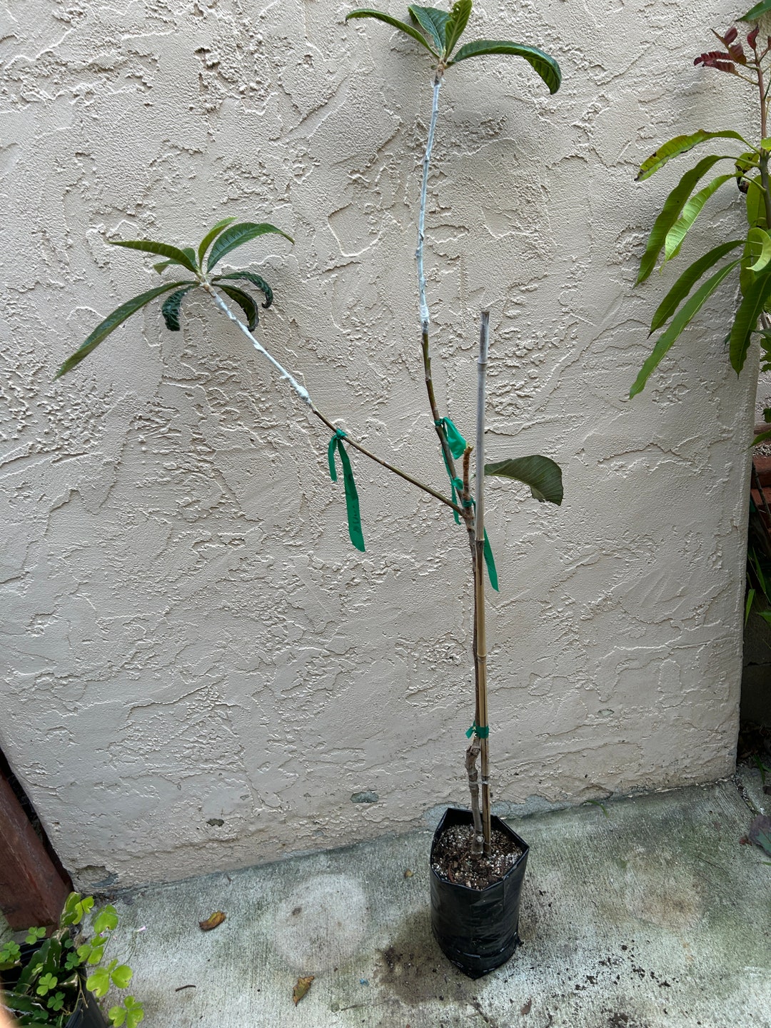 Triple Grafted Loquat Fruit Tree zesty, Novak, Champagne - Etsy