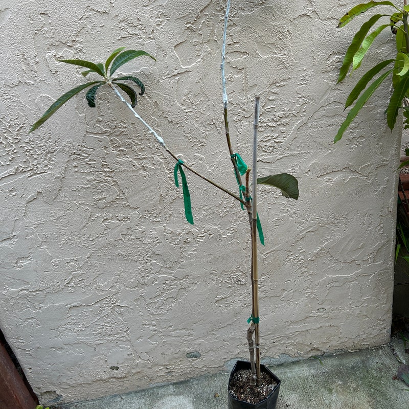 Rare Asian Fruit Tree - Etsy