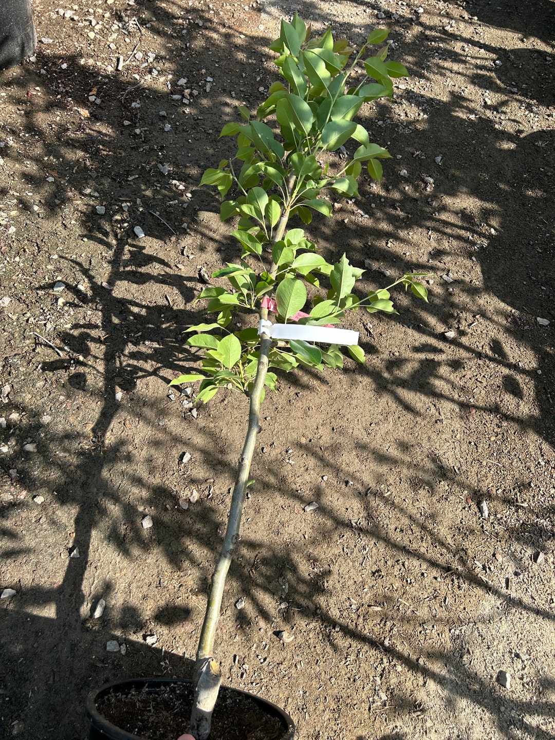 Seckel Grafted Pear Fruit Tree 4-5 Feet Tall - Etsy
