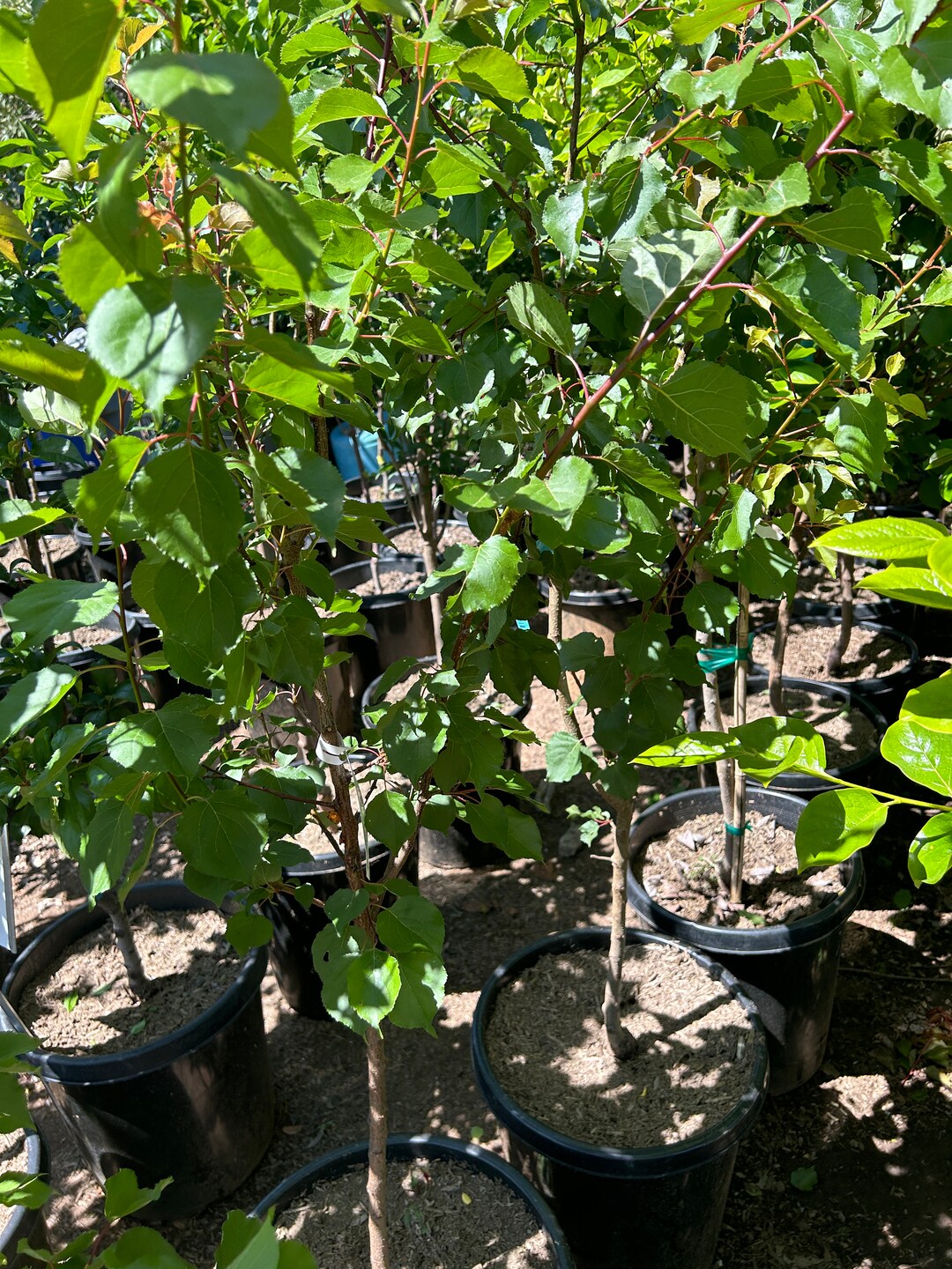 Large 5+ Feet Tall - 'katy' Apricot Semi-dwarf, Bare-root Fruit Tree ...