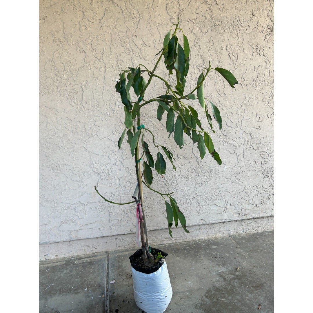 Large Grafted 'wurtz Lil Cado' Large Tree, Only True Dwarf Avocado - Etsy