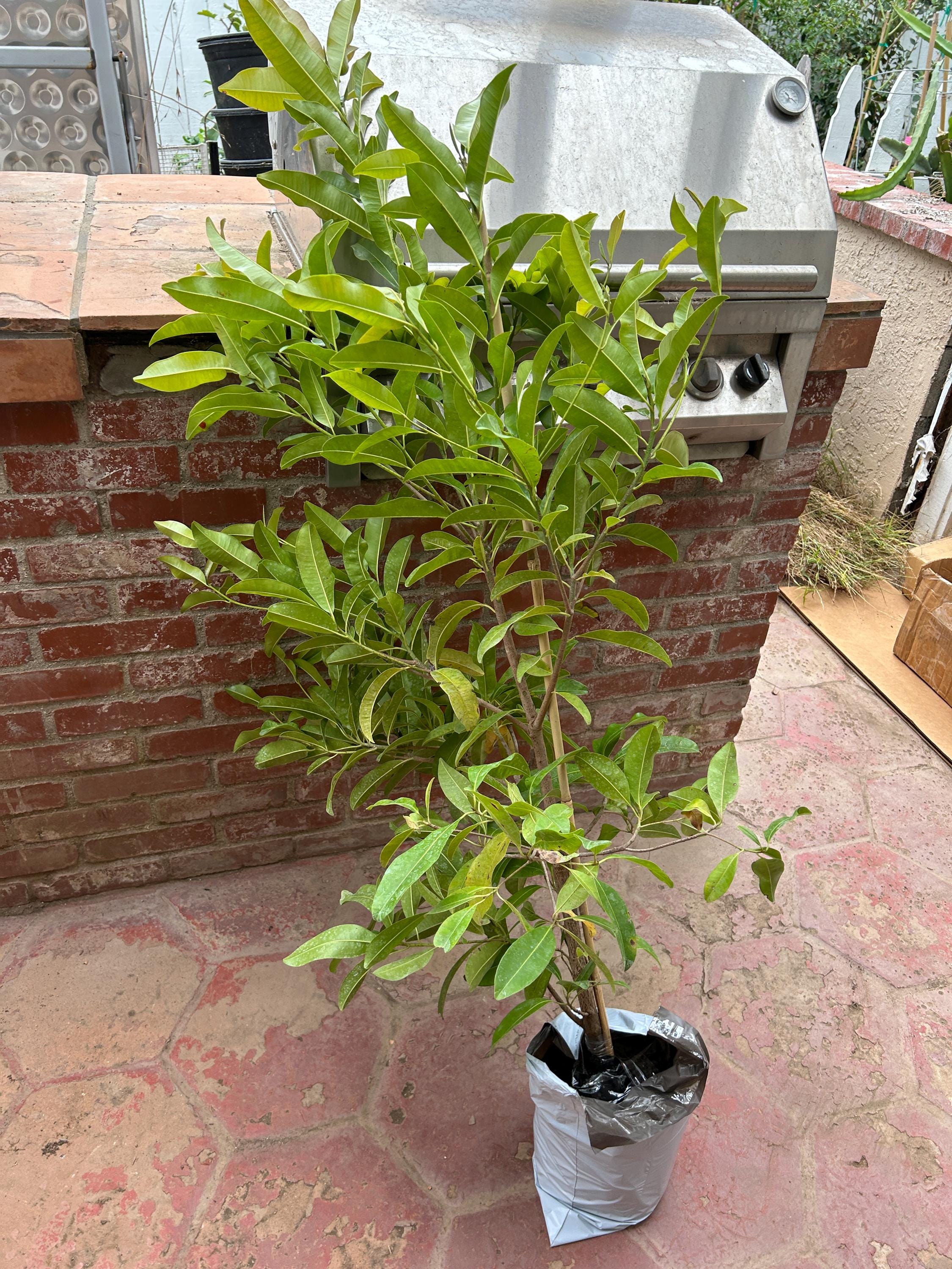 Chico Sapote Tree (3-4 Feet Tall) - Alano Mexican Sapodilla, Large ...