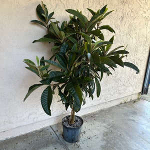 5-6 Feet Tall 'gold Nugget' Loquat Fruit Tree - Orange Flesh ...