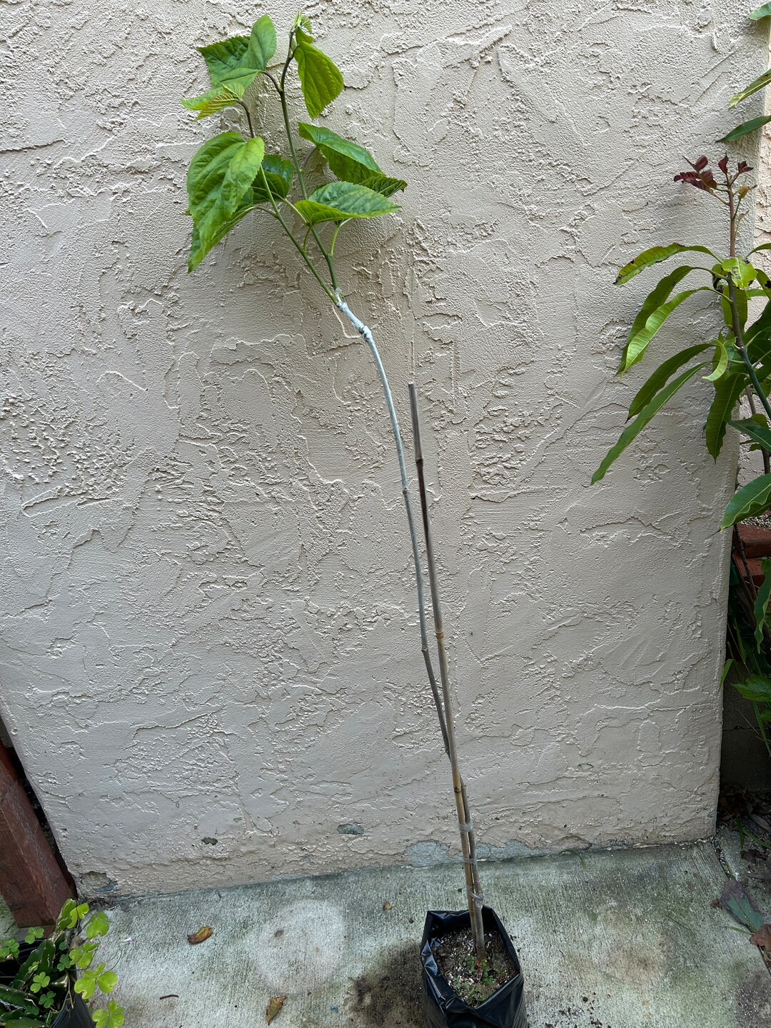 RARE 'shangri La' Grafted Mulberry Tree 5 Feet Tall - Etsy