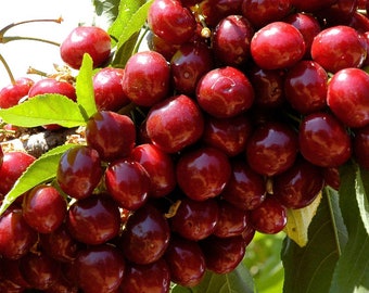 Cherry Tree Bare Root - Etsy