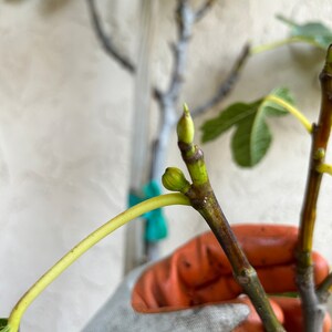 Very Large 'tiger Panache' Fig Fruit Tree - VARIEGATED Fruit, TOP ...