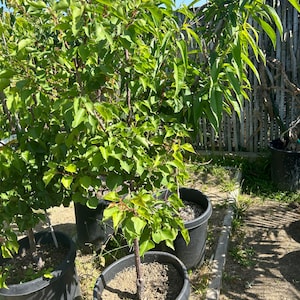 Large 5+ Feet Tall - 'blenheim' Apricot Semi-dwarf, Bare-root Fruit ...