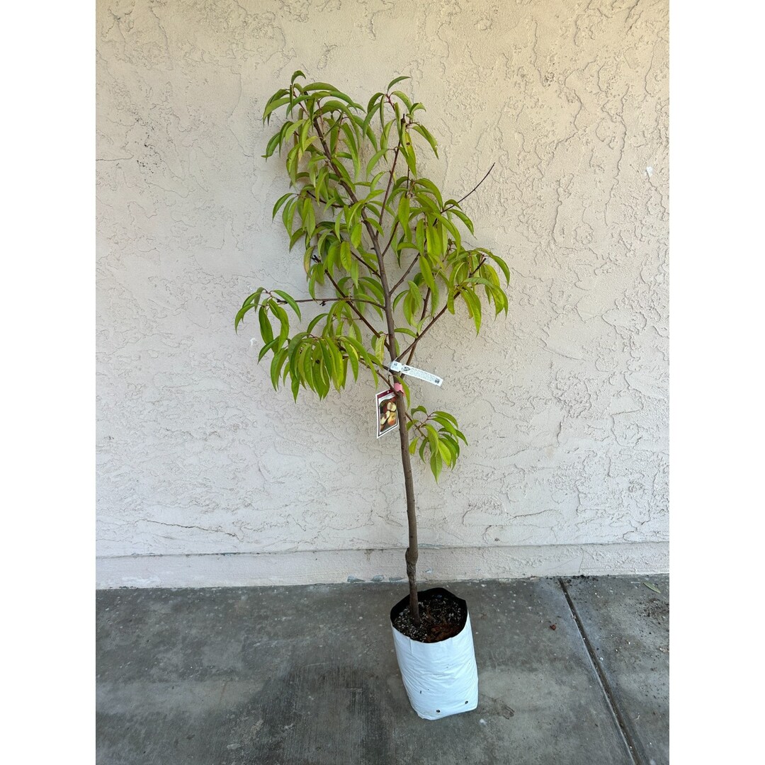 Tall 4 Feet Grafted 'stark Saturn Donut' Peach - Etsy