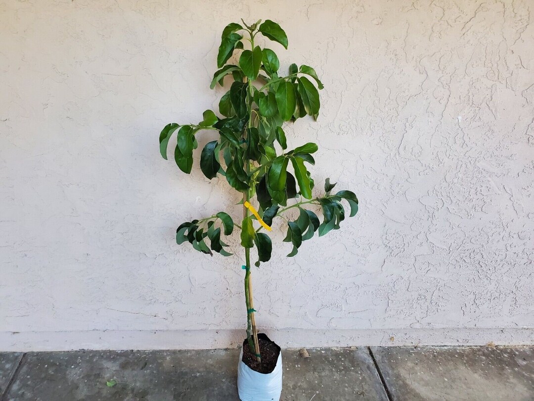 5 Feet RARE 'nabal' Avocado Tree - Unique Smoky Flavor - Parent of Reed ...
