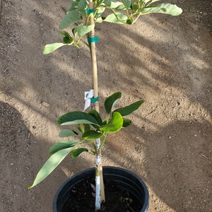 Grafted 'queen' Avocado Tree BIGGEST Avocado HUGE 30 Oz Fruit Cold ...