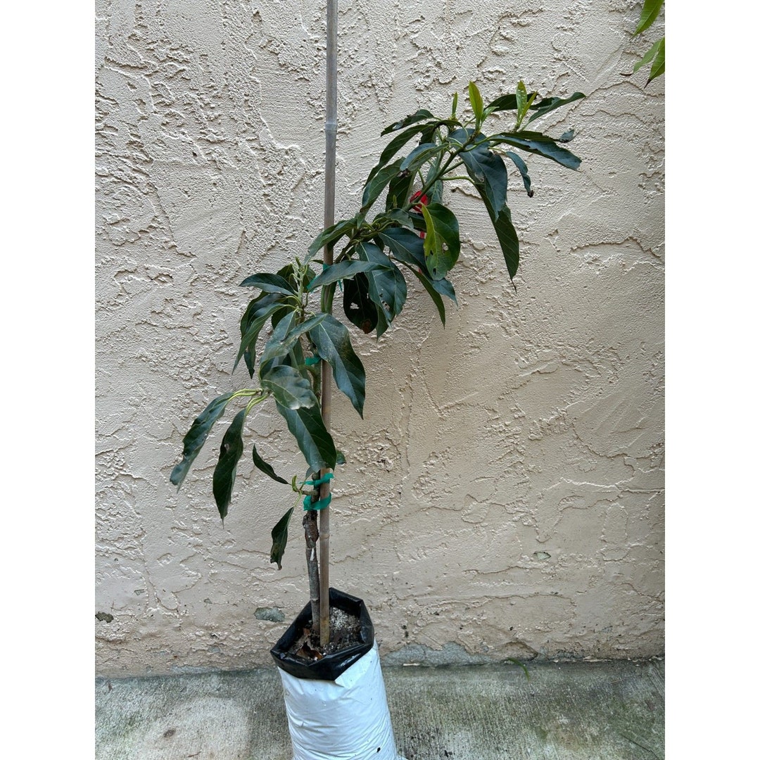 Grafted 'reed' Avocado Fruit Tree 3 Feet Tall - Large, Impressive Fruit ...