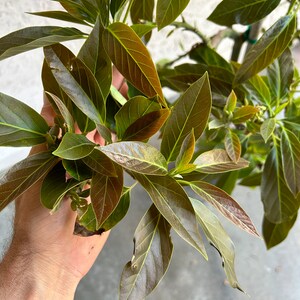 HUGE 5' Dwarf Grafted 'little Cado' (wurtz) Tree - True Dwarf Avocado ...