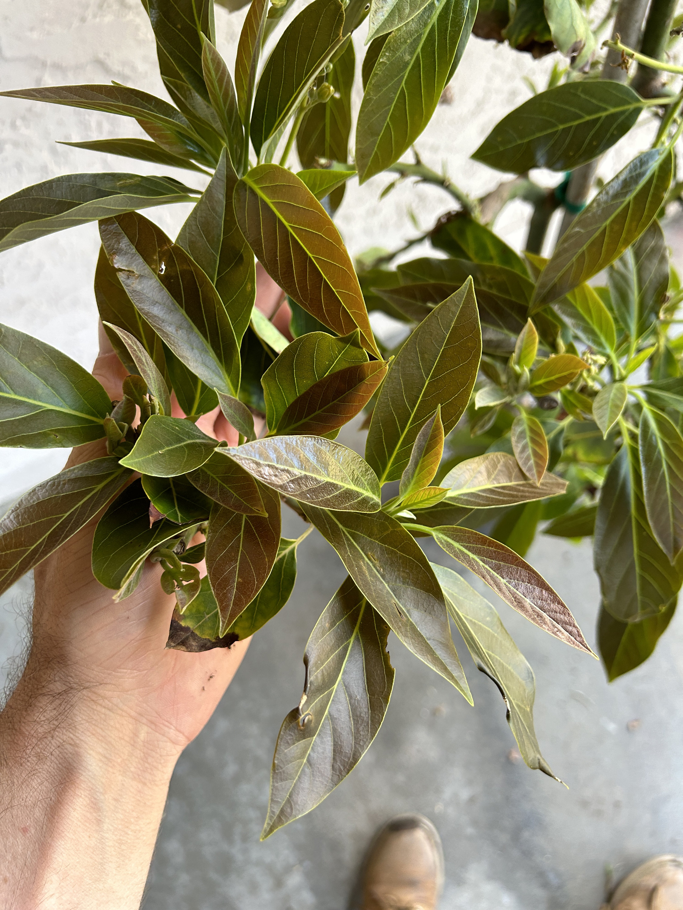 HUGE 5' Dwarf Grafted 'little Cado' (wurtz) Tree - True Dwarf Avocado ...