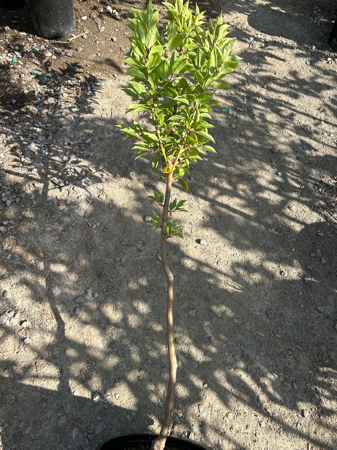 Sweet Treat Pluerry Hybrid Stonefruit Tree - 4-5 Feet Tall Grafted ...