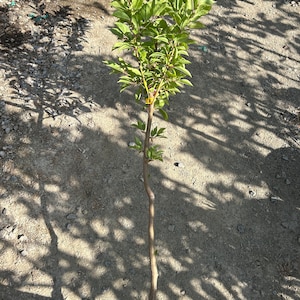 Kelsey Plum Fruit Tree - 4-5 Feet Tall Grafted Fruit Tree - Etsy