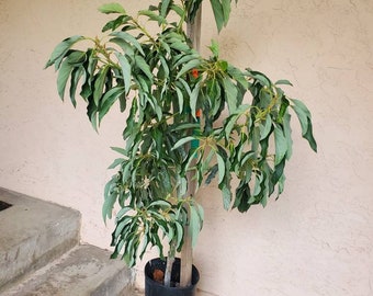 Wurtz Avocado Tree - Etsy