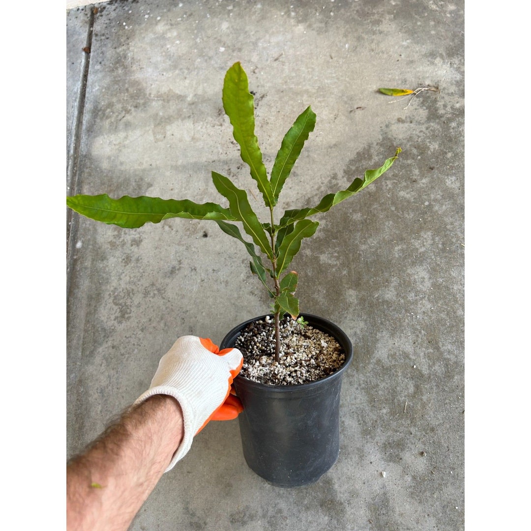 Macadamia Nut Tree - 'cate' Seedling (very Rich, Buttery Flavor) - Etsy