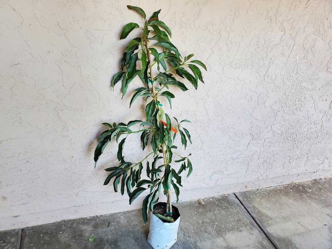 Grafted 'lamb Hass' Avocado Fruit Tree Large 4 Feet Tall - Semi-dwarf ...