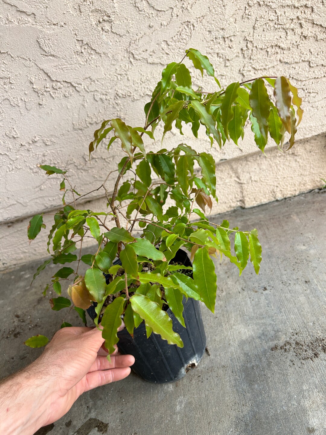 RARE 'paulista' Jaboticaba Larger Tree HUGE Fruit, Best Tasting Variety ...