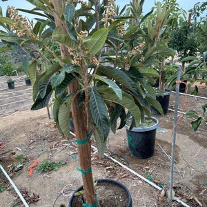 Huge FRUITING 'champagne' 5-6 Feet Tall GRAFTED Loquat Tree Super ...