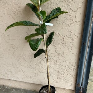 3-4 Feet Tall 'gold Nugget' Loquat Fruit Tree Thick Trunk, Delicious - Etsy