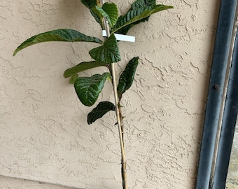Rare 'vista White' Grafted Loquat Fruit Tree 3-4 Feet Tall Best Tasting ...