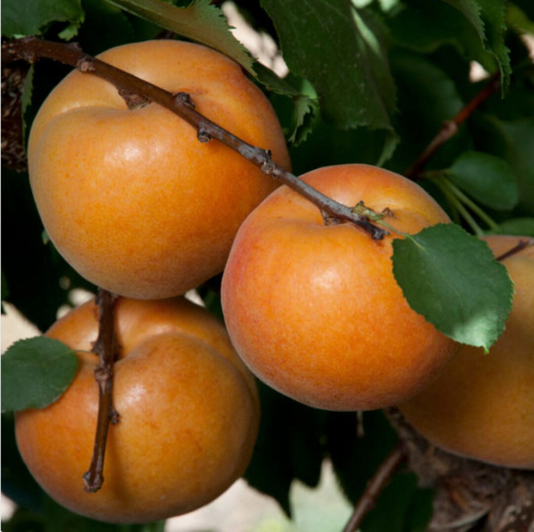 4-5 Feet Tall - 'leah-cot' Aprium Semi-dwarf, Bare-root Fruit Tree ...