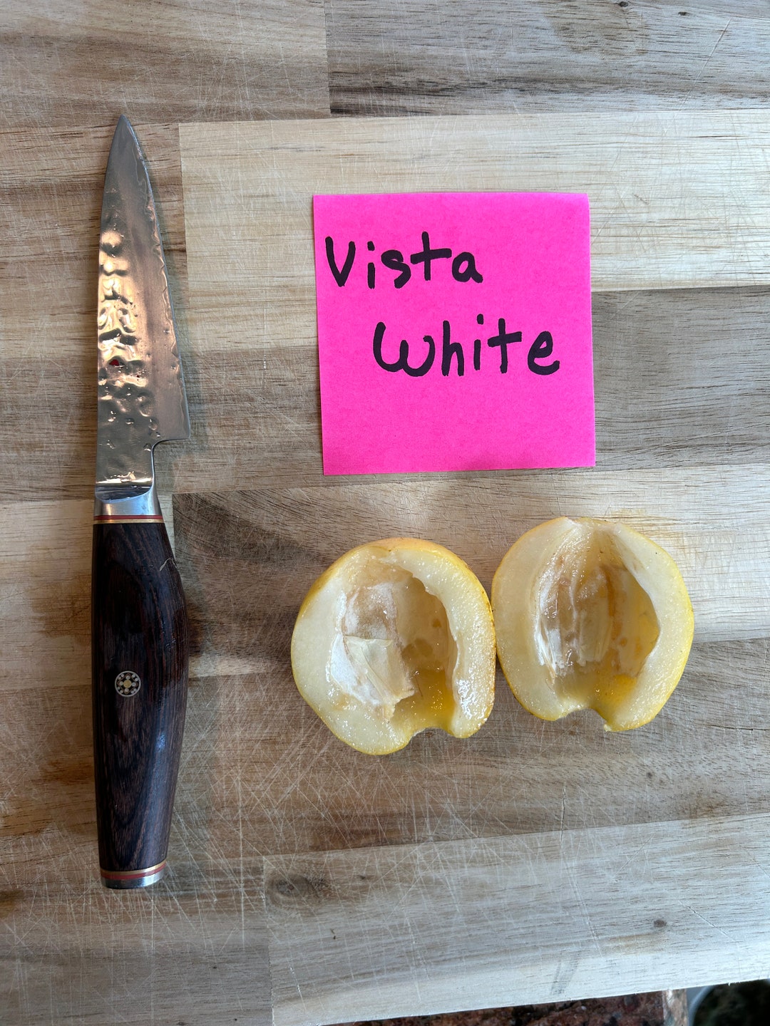 Rare 'vista White' Grafted Loquat Fruit Tree 3-4 Feet Tall Best Tasting ...