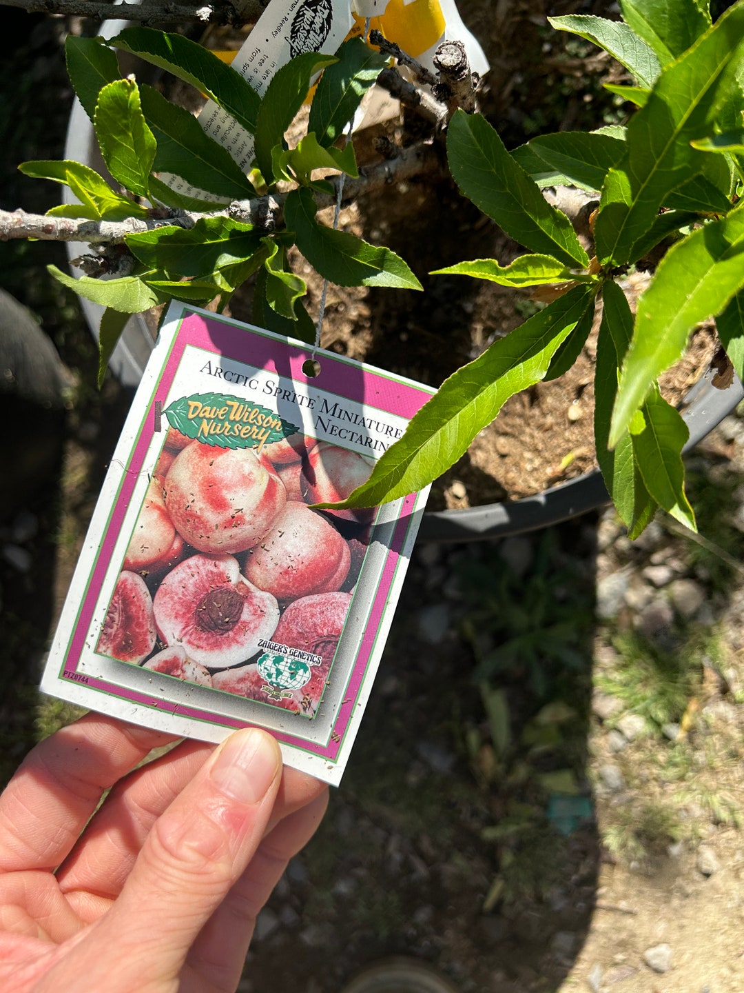 Grafted 'arctic Sprite' Miniature Nectarine Tree - Etsy