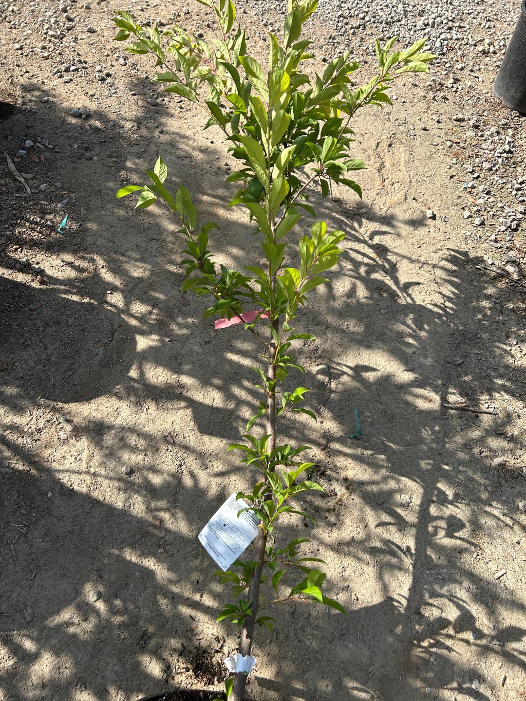 4-5 Feet Tall - 'methley' Plum Semi-dwarf, Fruit Tree (semi Dwarf) - Etsy