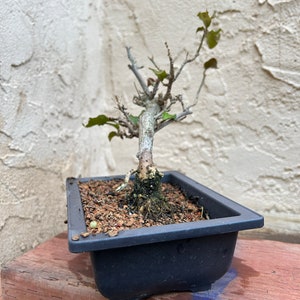 Slant-style Bougainvillea Bonsai Tree free Shipping Amazing Flowers - Etsy
