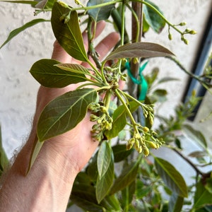 HUGE 5' Dwarf Grafted 'little Cado' (wurtz) Tree - True Dwarf Avocado ...