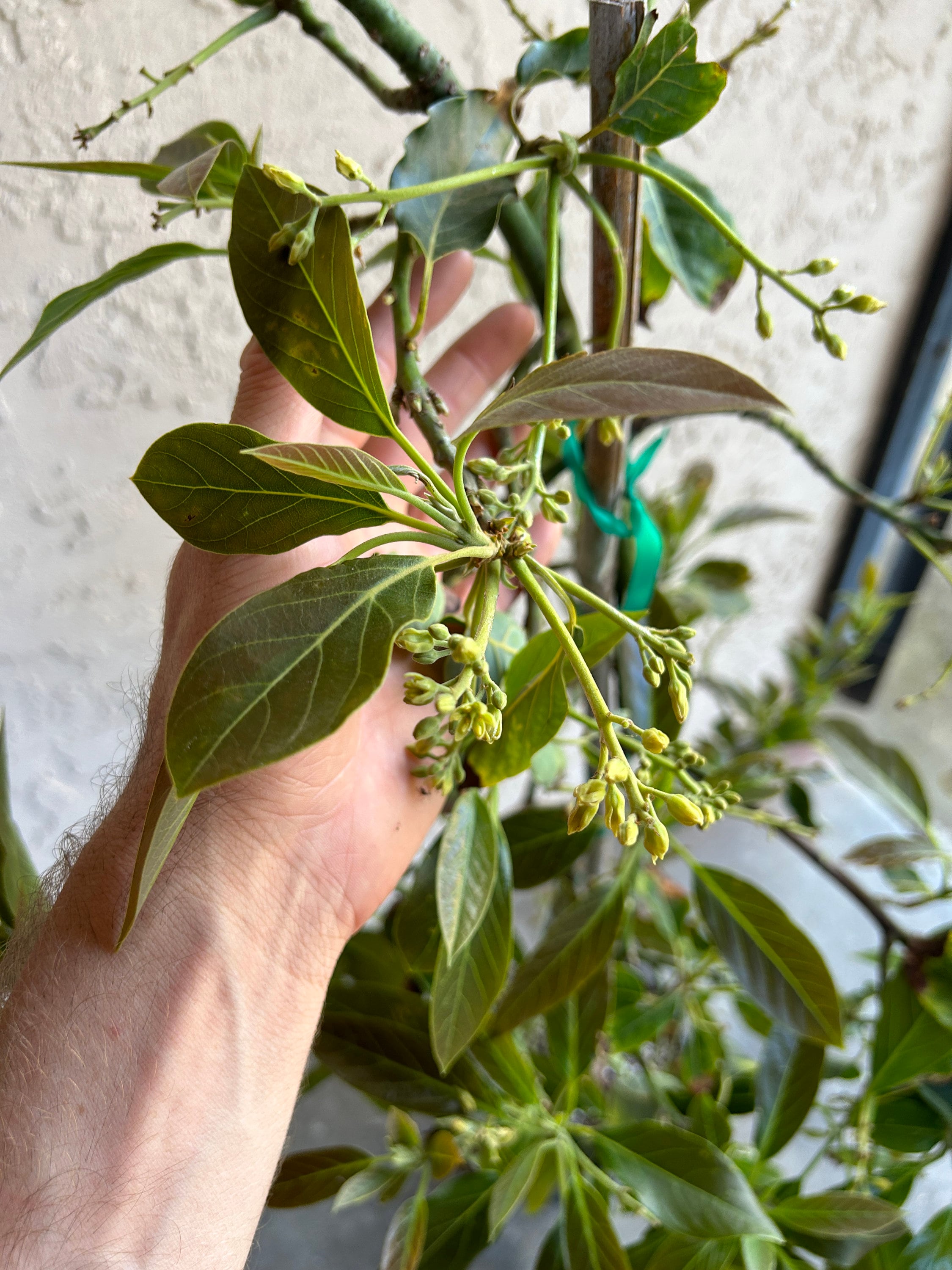 HUGE 5' Dwarf Grafted 'little Cado' (wurtz) Tree - True Dwarf Avocado ...