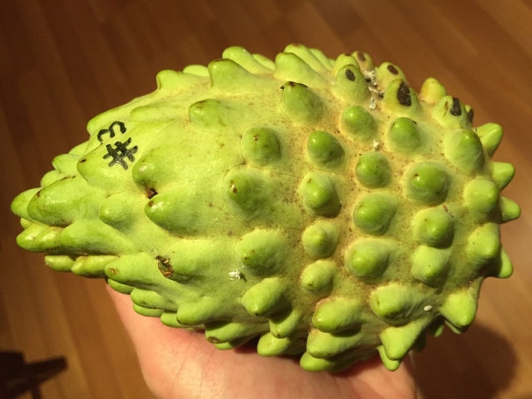 RARE Leo 3 Grafted Atemoya Fruit Tree Amazing Flavor, Extremely ...