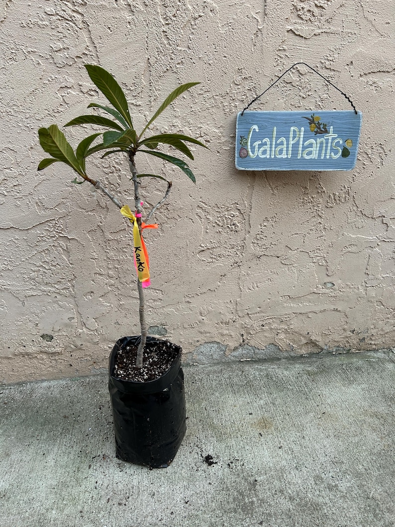 FRUITING Multi-variety Loquat Fruit Tree - 3 Varieties (kanko, Macbeth ...