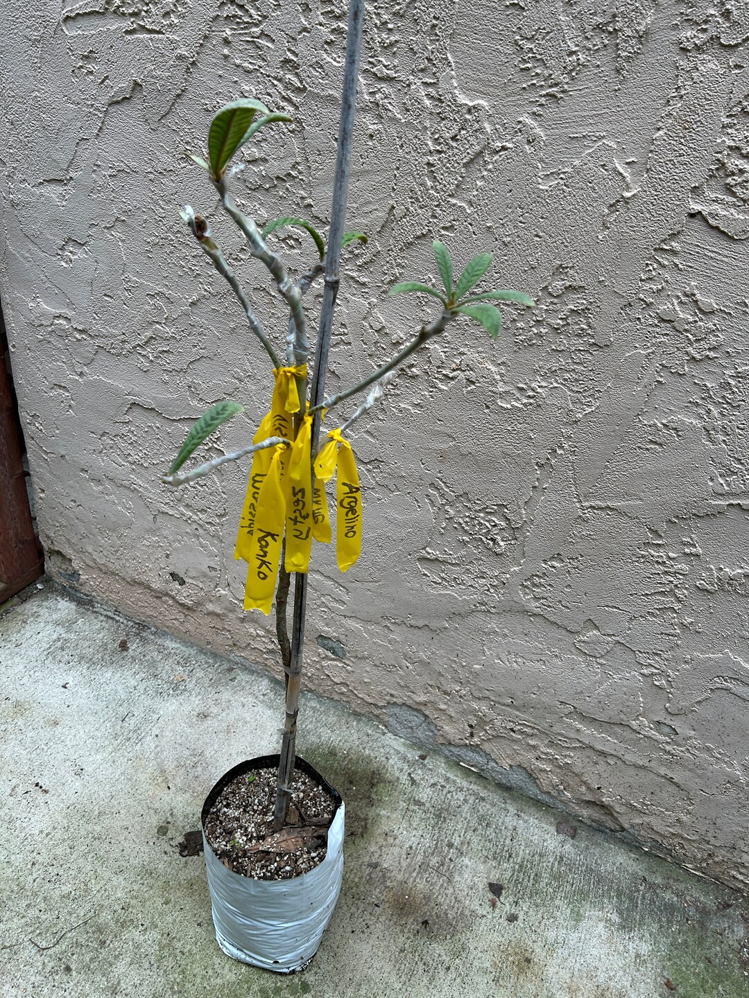 Multi-grafted 5 Loquat Fruit Tree Argelino, Zesty, Kanko, Vista White ...
