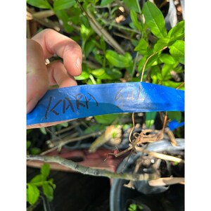 Kara Gul Pomegranate Fruit Tree - Darkest Arils, Almost Black Color ...